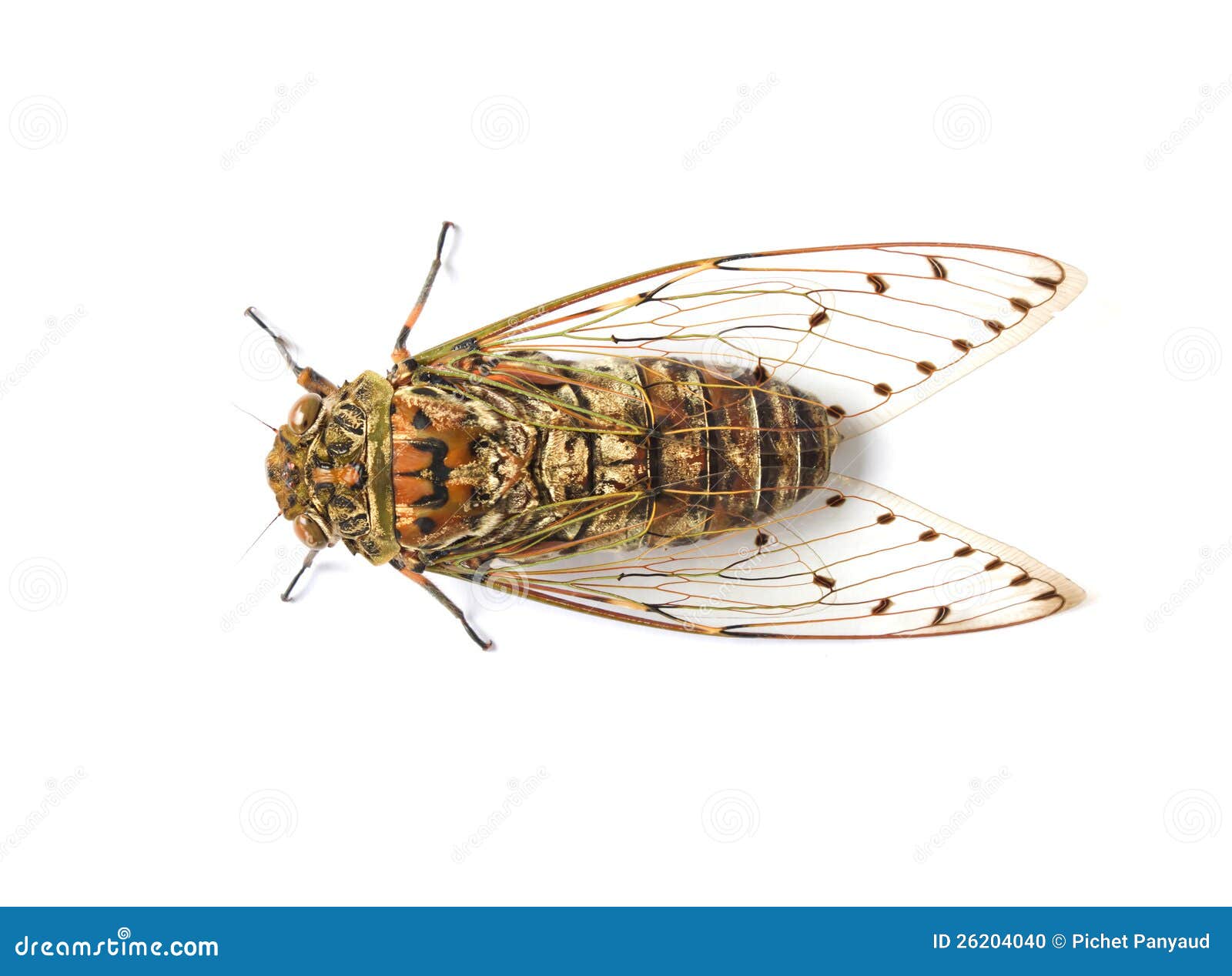 Insetto della cicala fotografia stock. Immagine di animale - 26204040