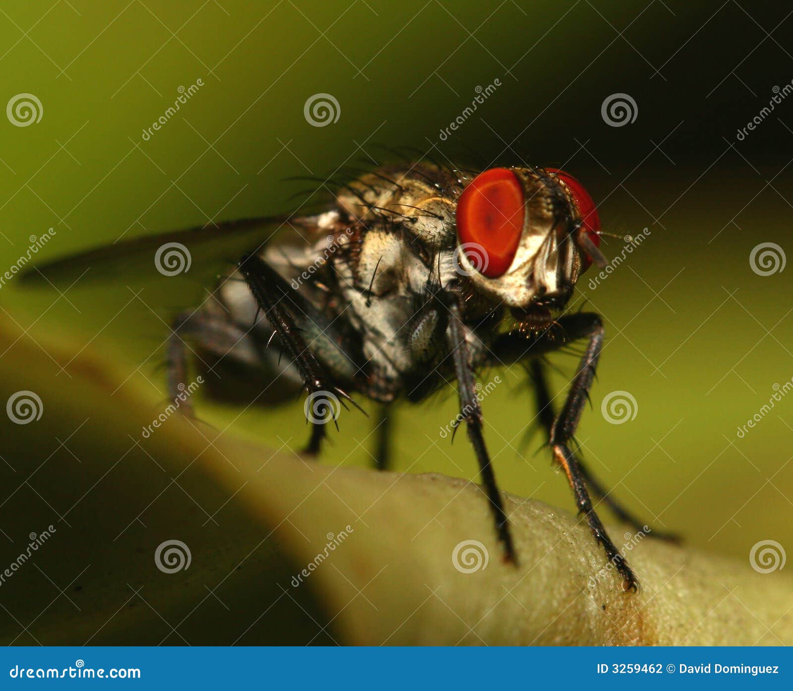 Insetto della mosca fotografia stock. Immagine di nave - 3259462