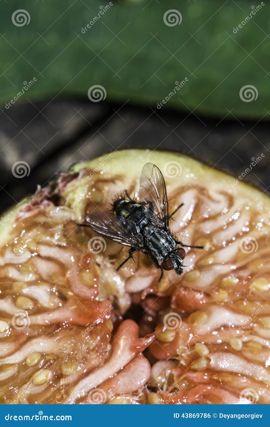 Insetto Della Mosca Su Frutta Fotografia Stock - Immagine di insetto ...