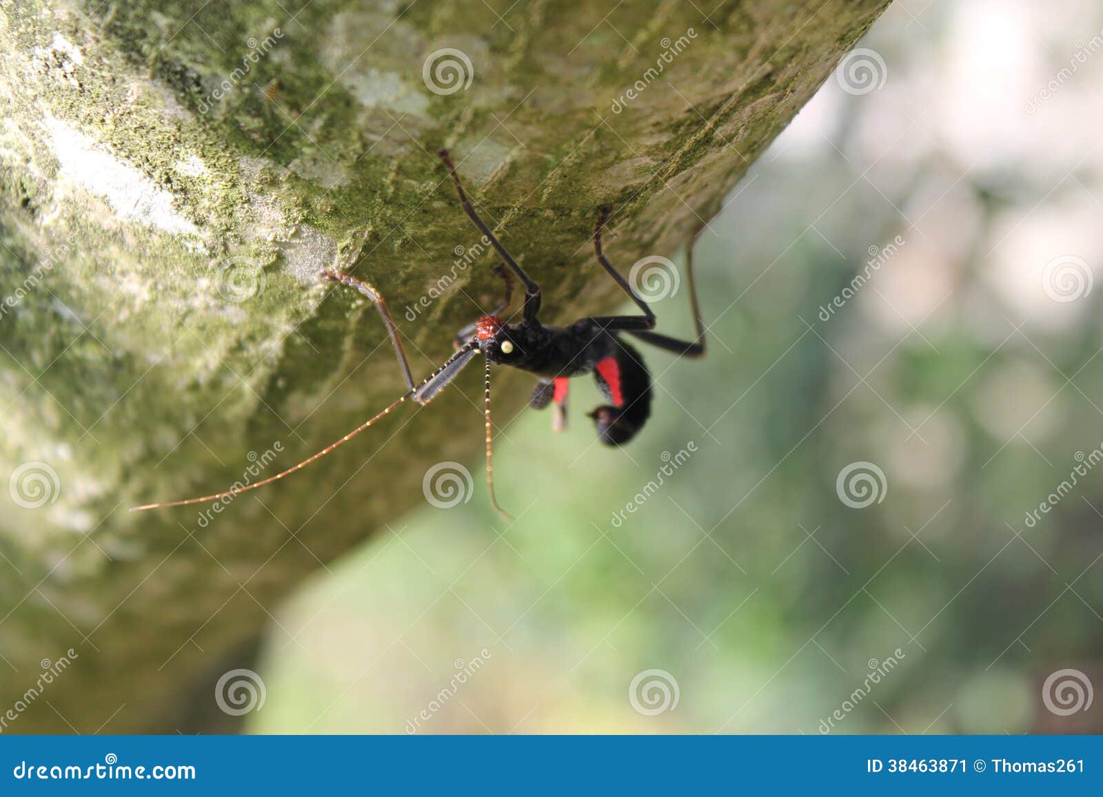Insetto Di Bastone Di Schultei Di Peruphasma Immagine Stock - Immagine ...