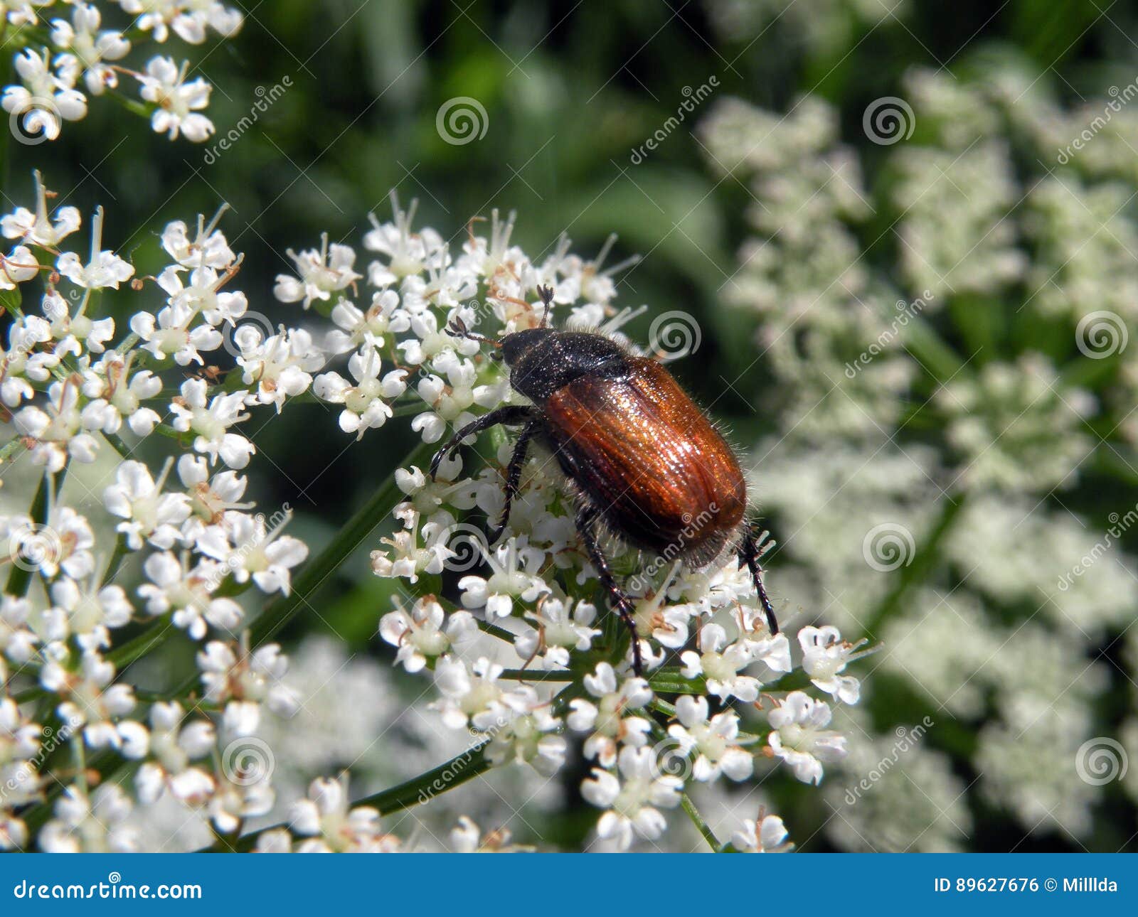 Insetto Di Brown Sulla Pianta Fotografia Stock - Immagine di insetto ...