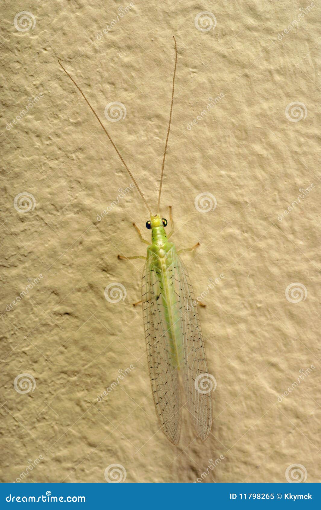 Insetto Lacewing verde immagine stock. Immagine di acaro - 11798265