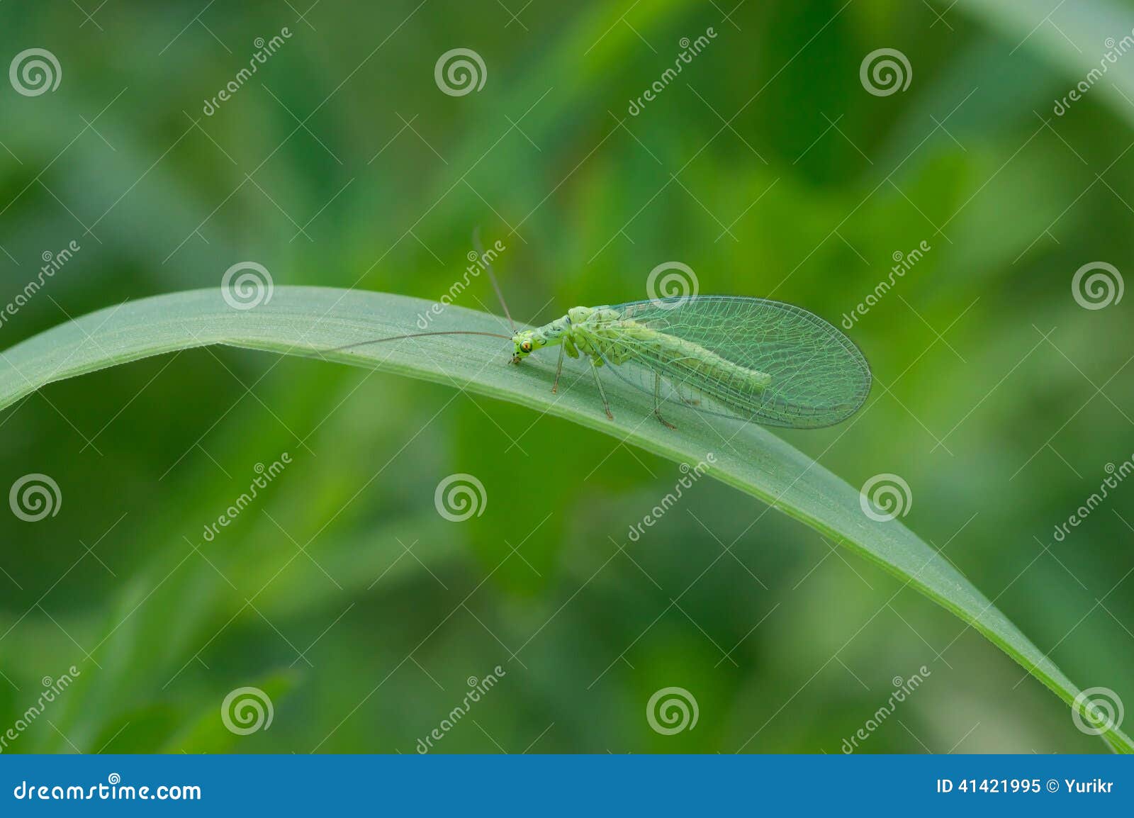 Insetto Straniero Verde Con Le Ali Trasparenti Immagine Stock ...