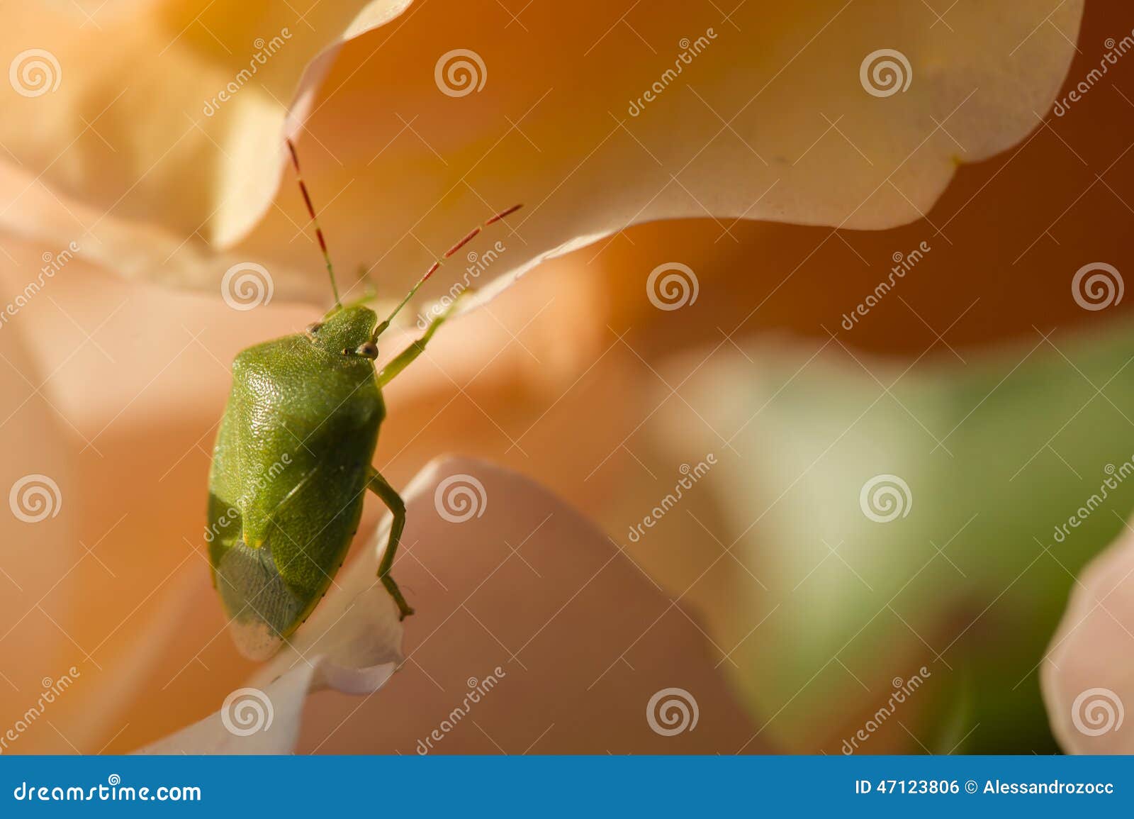 Insetto Verde Dello Schermo Sulle Rose Variopinte Fotografia Stock ...