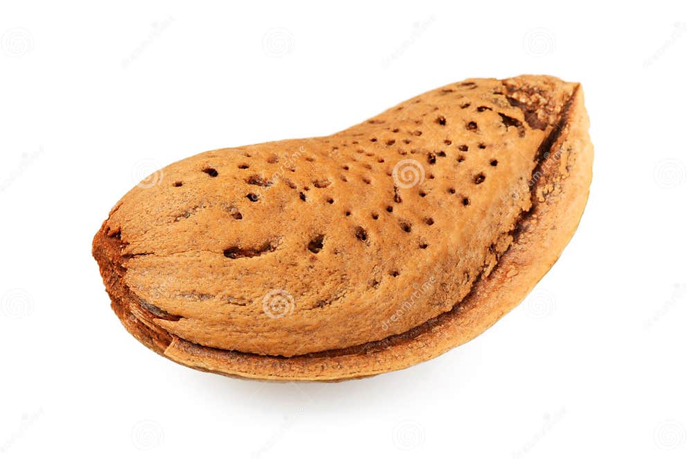 Inshell almonds stock image. Image of nature, oval, horizontal - 22261195