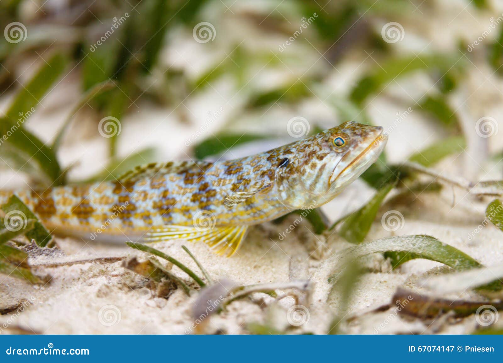 Inshore Lizardfish Synodus Feotens in Sand and Grass on Sandy Bottom ...