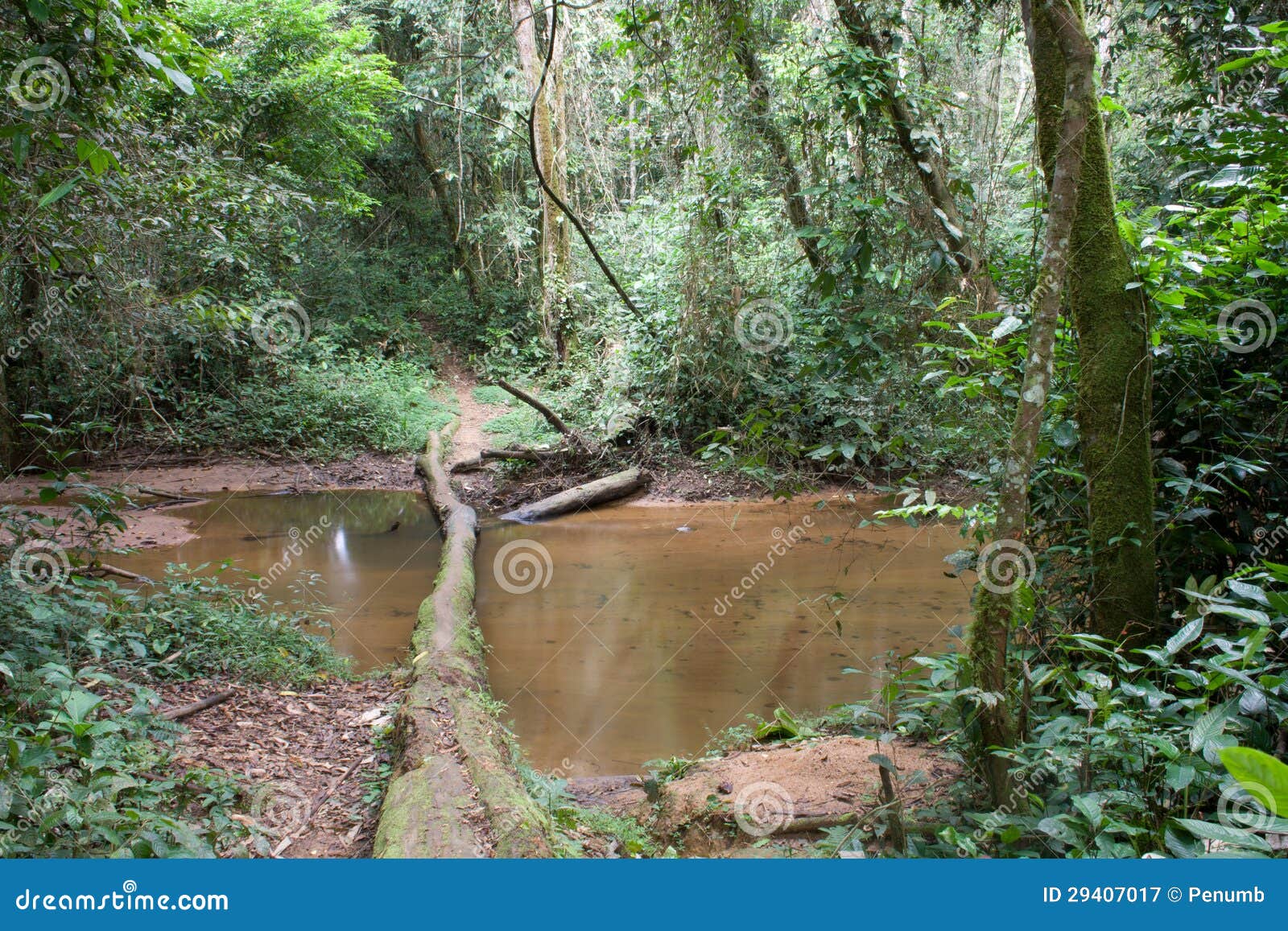 Inside the African Rainforest Stock Image - Image of impenetrable ...