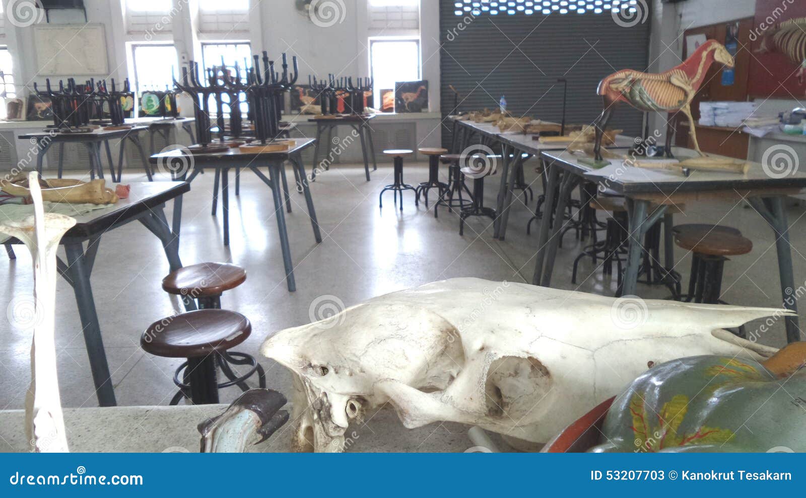 Inside Animal Anatomy Teaching Lab Stock Image - Image of doctor ...