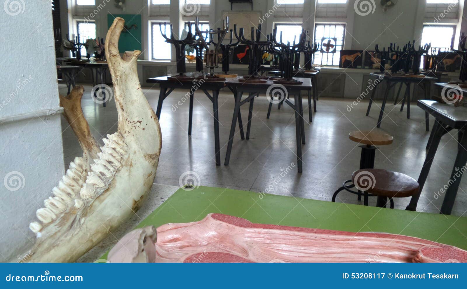 Inside Animal Anatomy Teaching Lab Stock Image - Image of anatomy ...