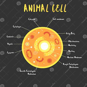 Inside the animal cell stock vector. Illustration of structure - 93310180