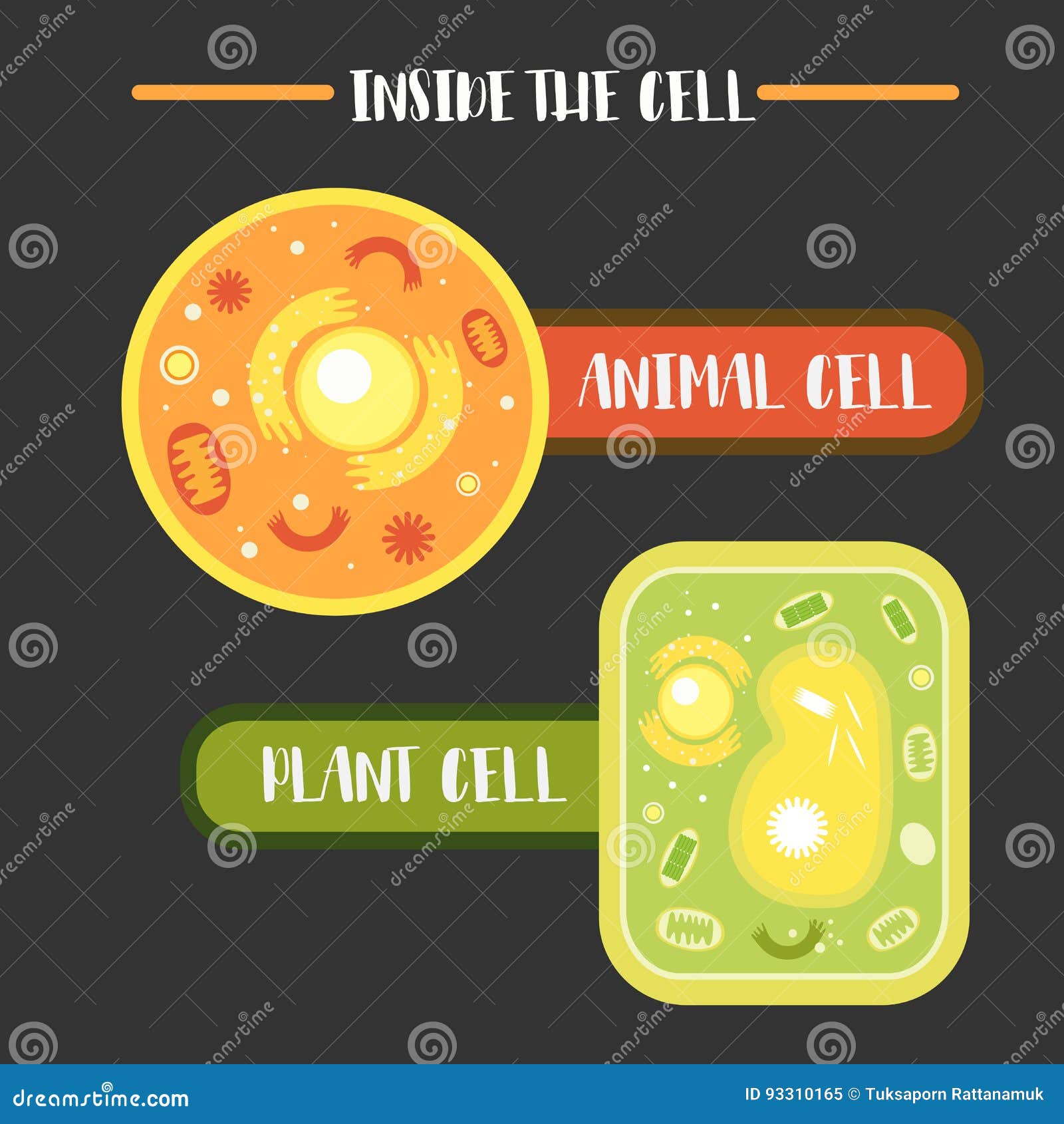 Inside the Animal Plant Cell Structure Stock Vector - Illustration of ... Inside the Animal Plant Cell Structure Stock Vector - Illustration of ...