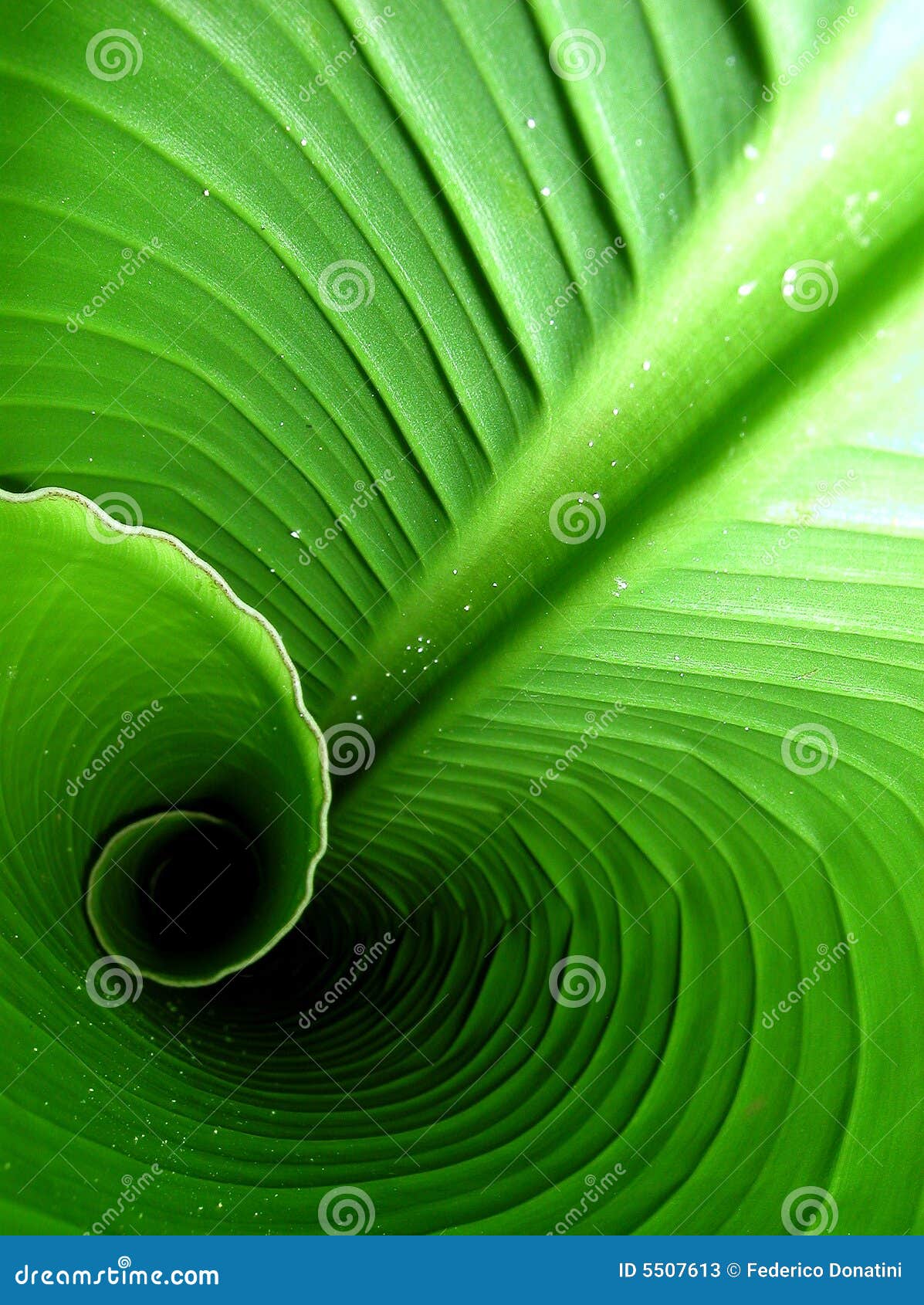 Inside a banana leaf stock image. Image of colour, leaves - 5507613
