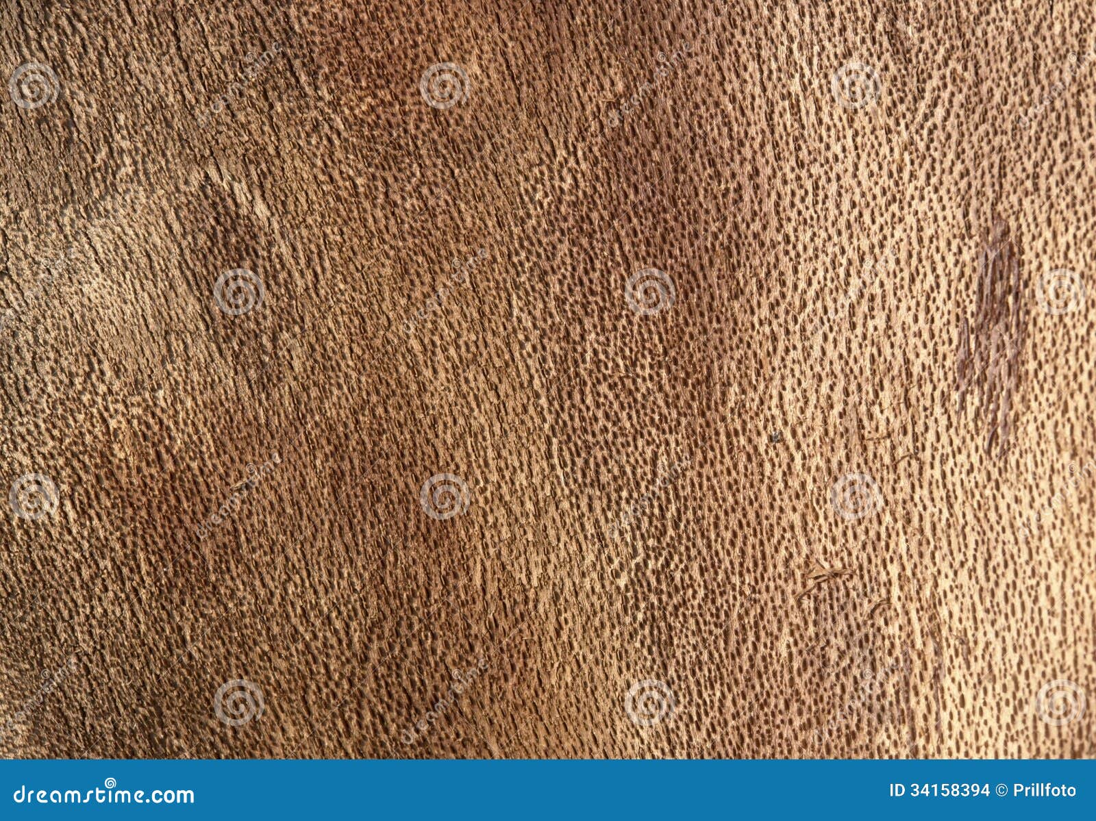 Inside bark detail stock photo. Image of balance, frame - 34158394
