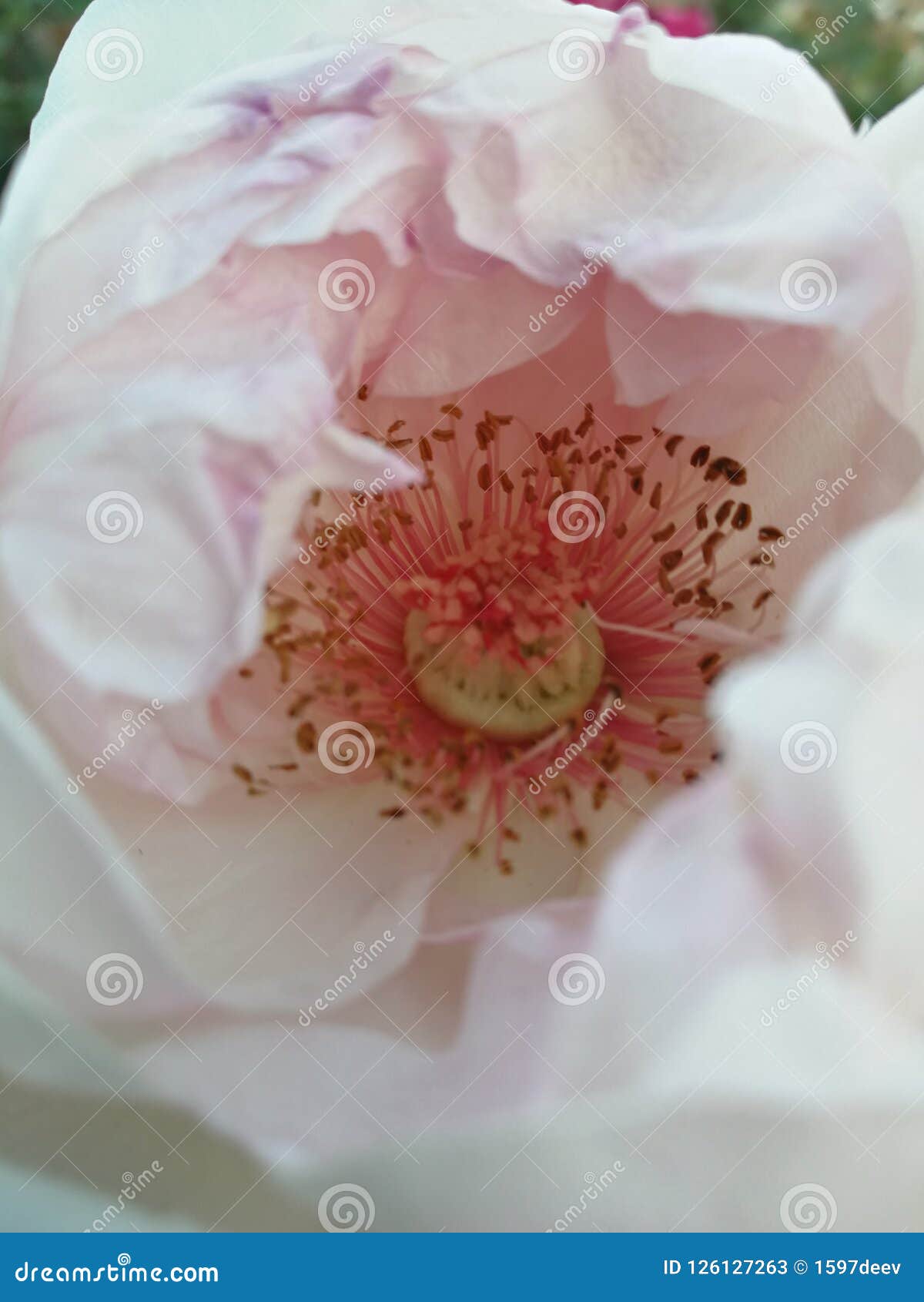 The inside of a rose stock image. Image of stamina, leaves - 126127263