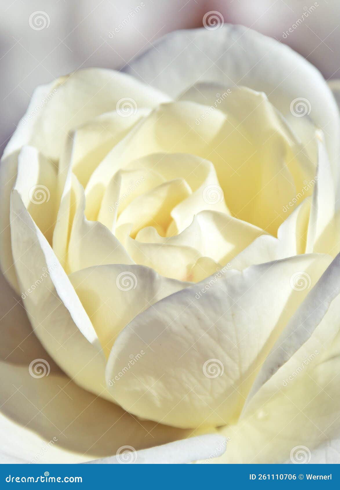 The Inside of a Beautiful White Rose Stock Photo - Image of decorative ...