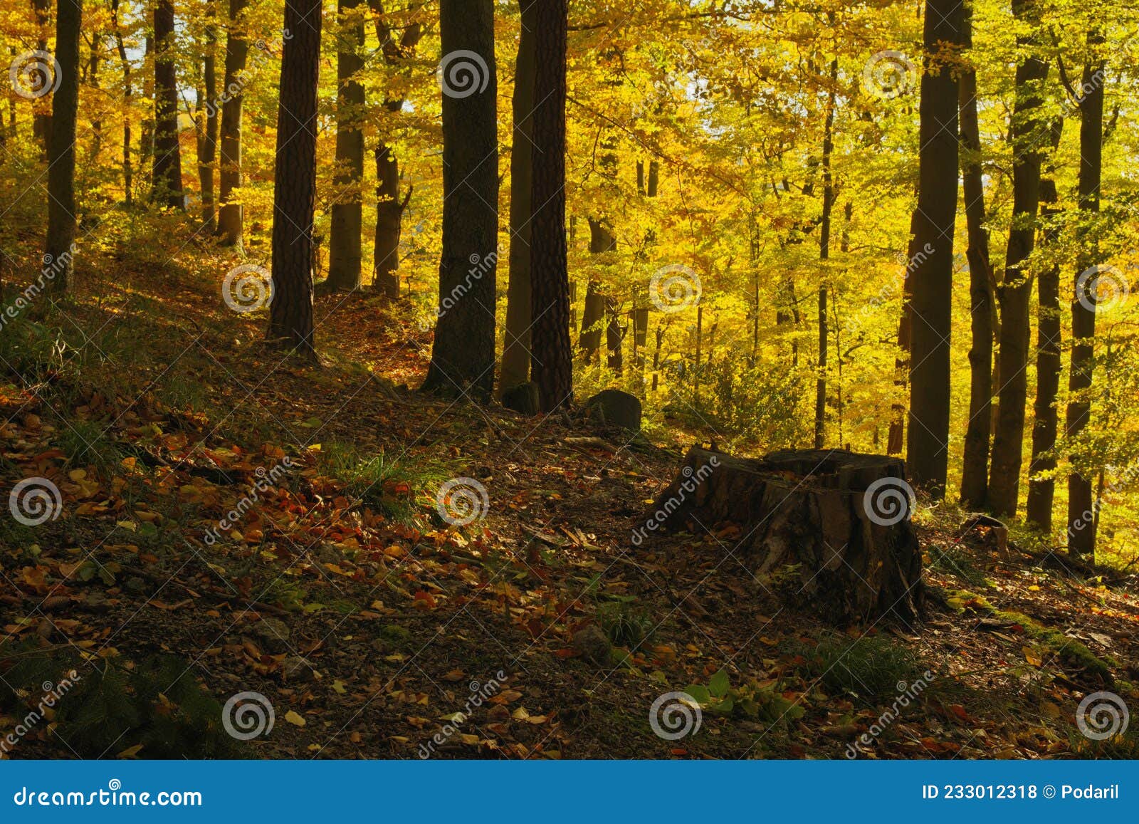 Inside the beech forest stock photo. Image of forests - 233012318