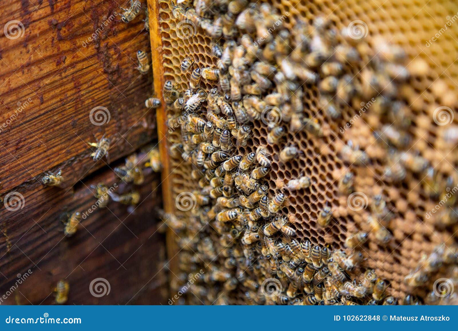 Inside Of Beehive Container With Sweet Syrup For Feeding Bees Stock ...