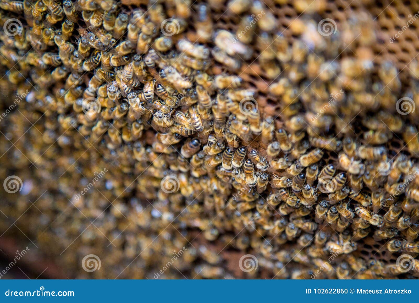 Inside the Beehive. Bees Sitting on a Honeycomb, Stock Photo - Image of ...
