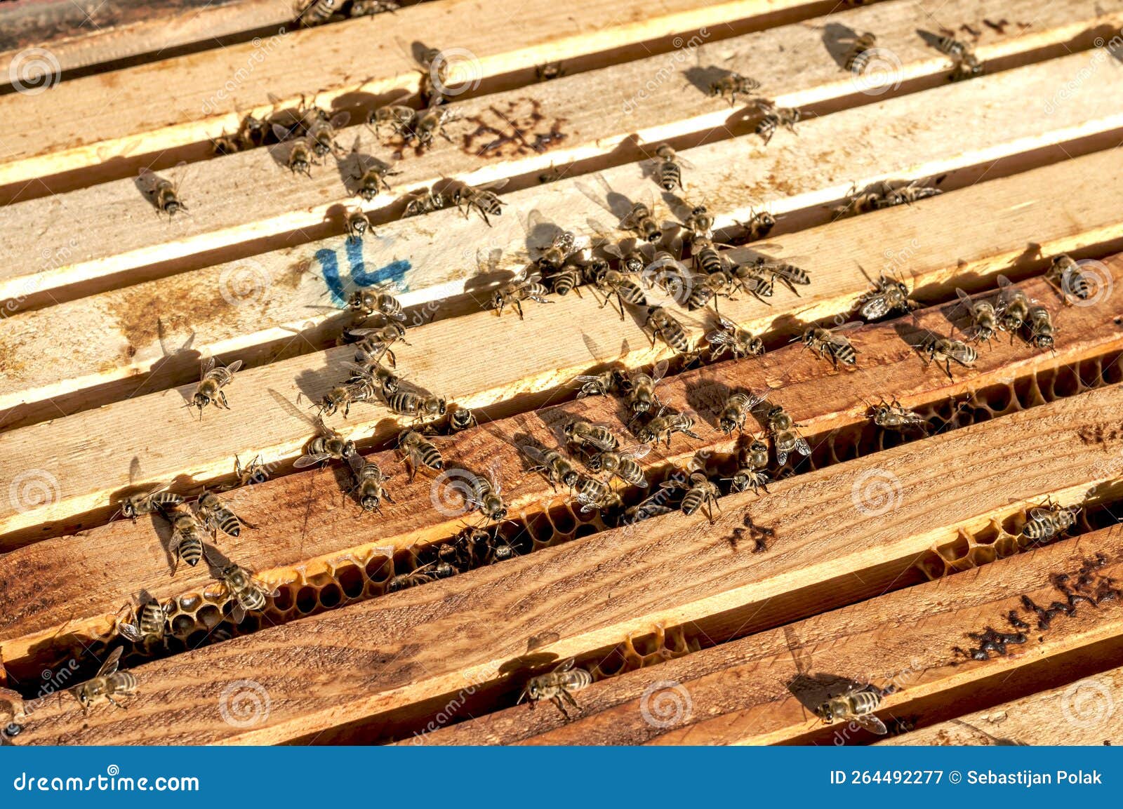Bee Hive Body Frame with Bees - 4456 Stock Image - Image of beehive ...