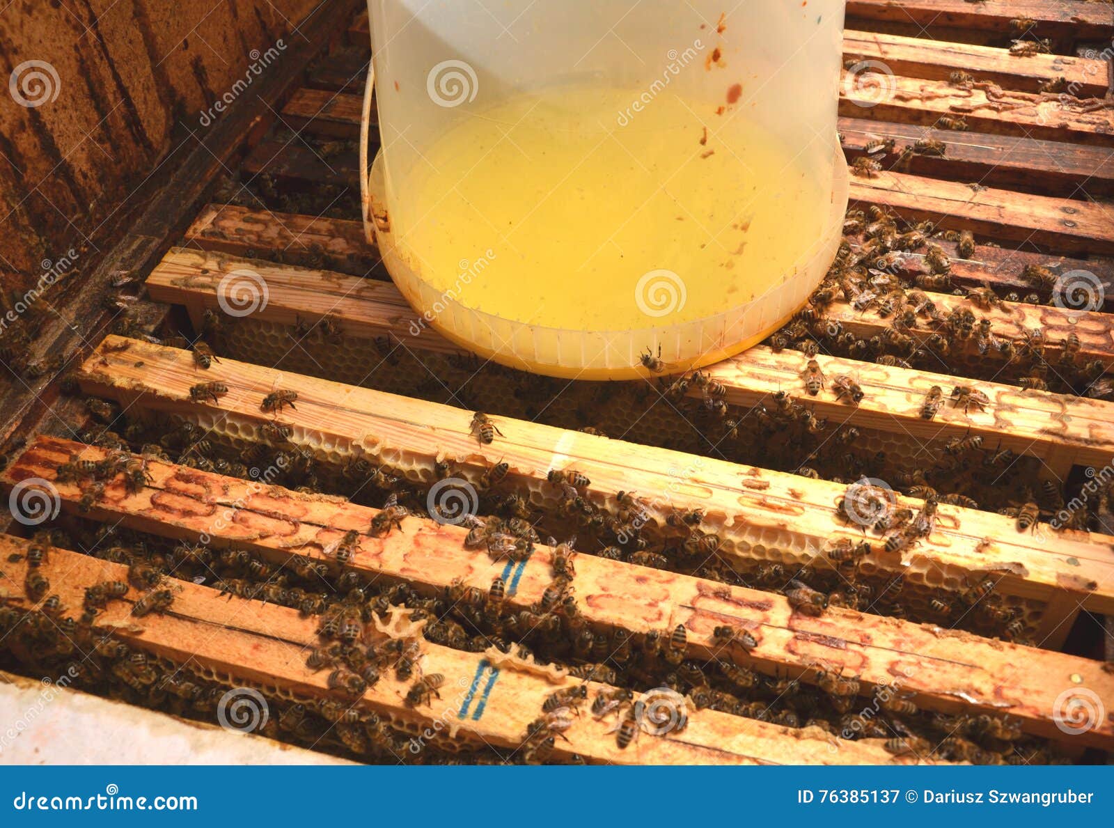 Inside of Beehive Container with Sweet Syrup for Feeding Bees Stock ...