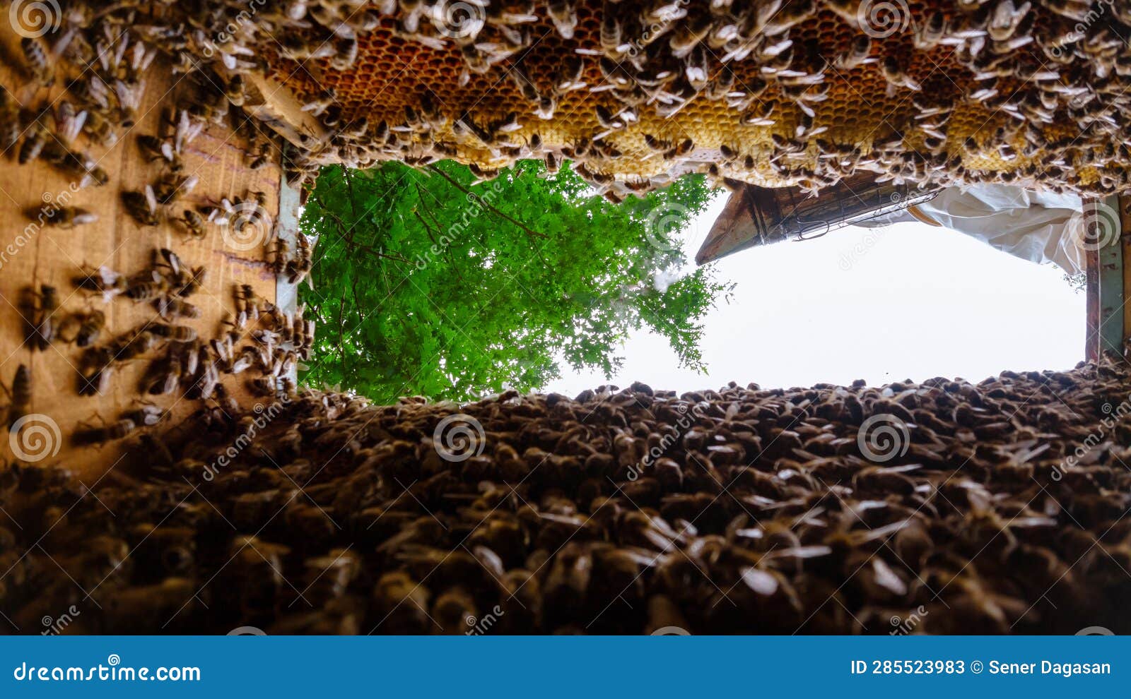 Inside of a Beehive Full with Bees. Apiculture Background Photo Stock ...