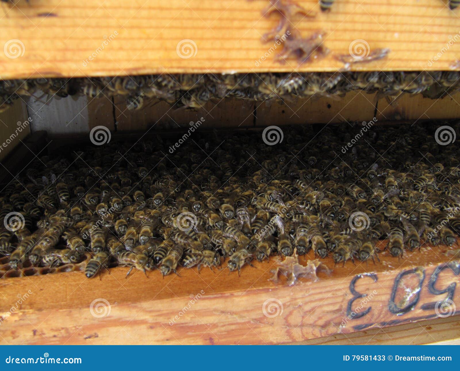 Inside of a beehive stock image. Image of honey, bees - 79581433