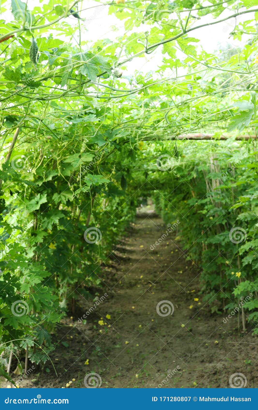 Inside the Bitter Gourd Field with Road Stock Image - Image of nature ...