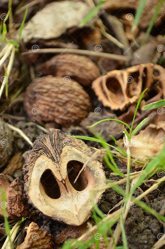 Inside of black walnuts stock photo. Image of fruit, wood - 78790642