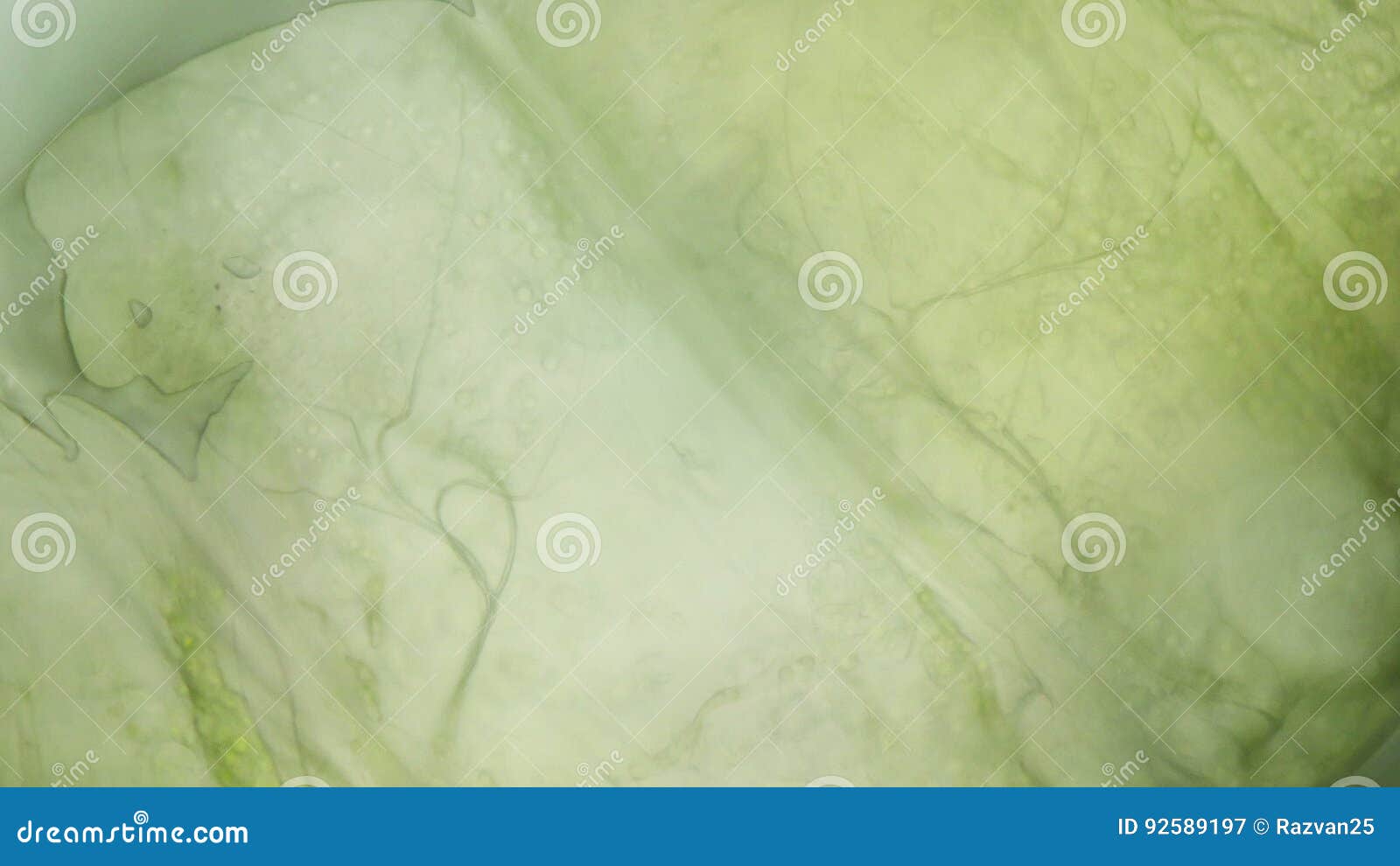 Inside the Body of a Living Midges Larvae Under the Microscope Stock ...