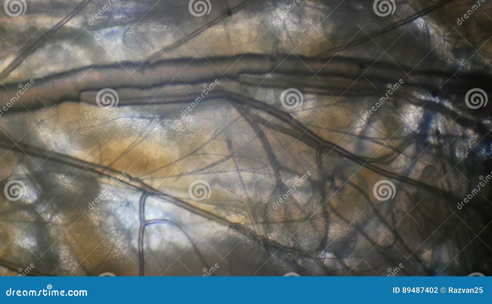 Inside the Body of a Living Worm Under the Microscope Stock Footage ...