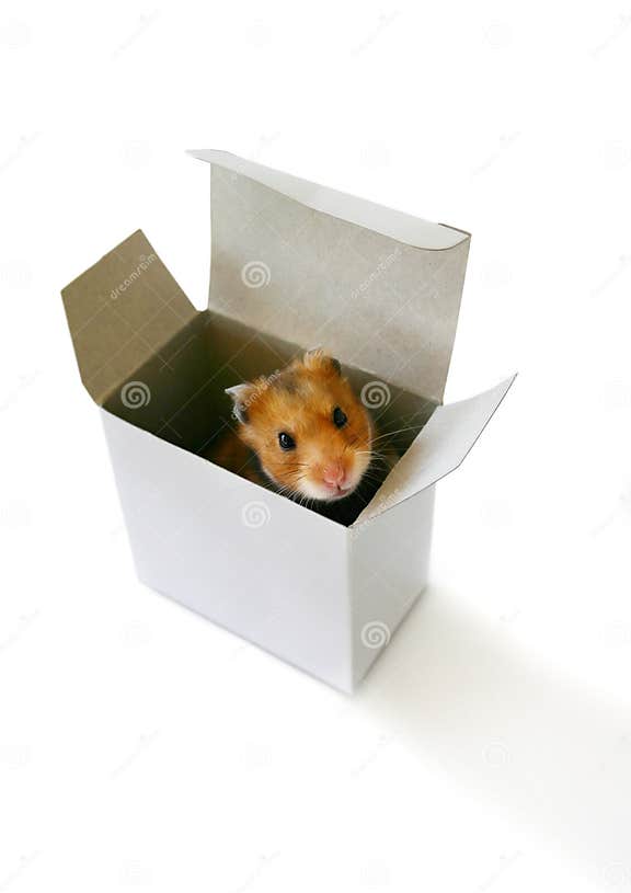 Inside the box stock photo. Image of cramped, creativity - 153342