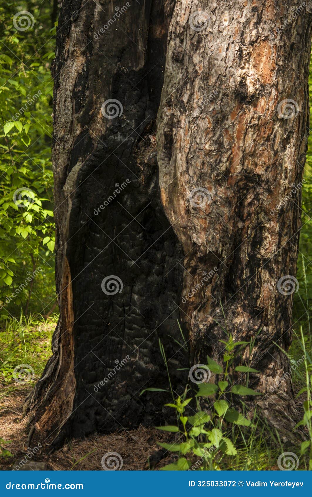 Inside a Burnt Tree Trunk. Hollow in the Trunk of a Pine. Fire in the ...
