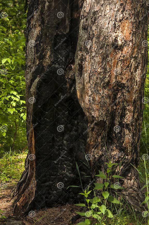 Inside a Burnt Tree Trunk. Hollow in the Trunk of a Pine. Fire in the ...