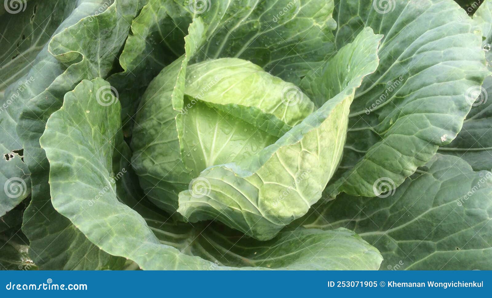 Inside cabbage. stock image. Image of fruit, fresh, inside - 253071905