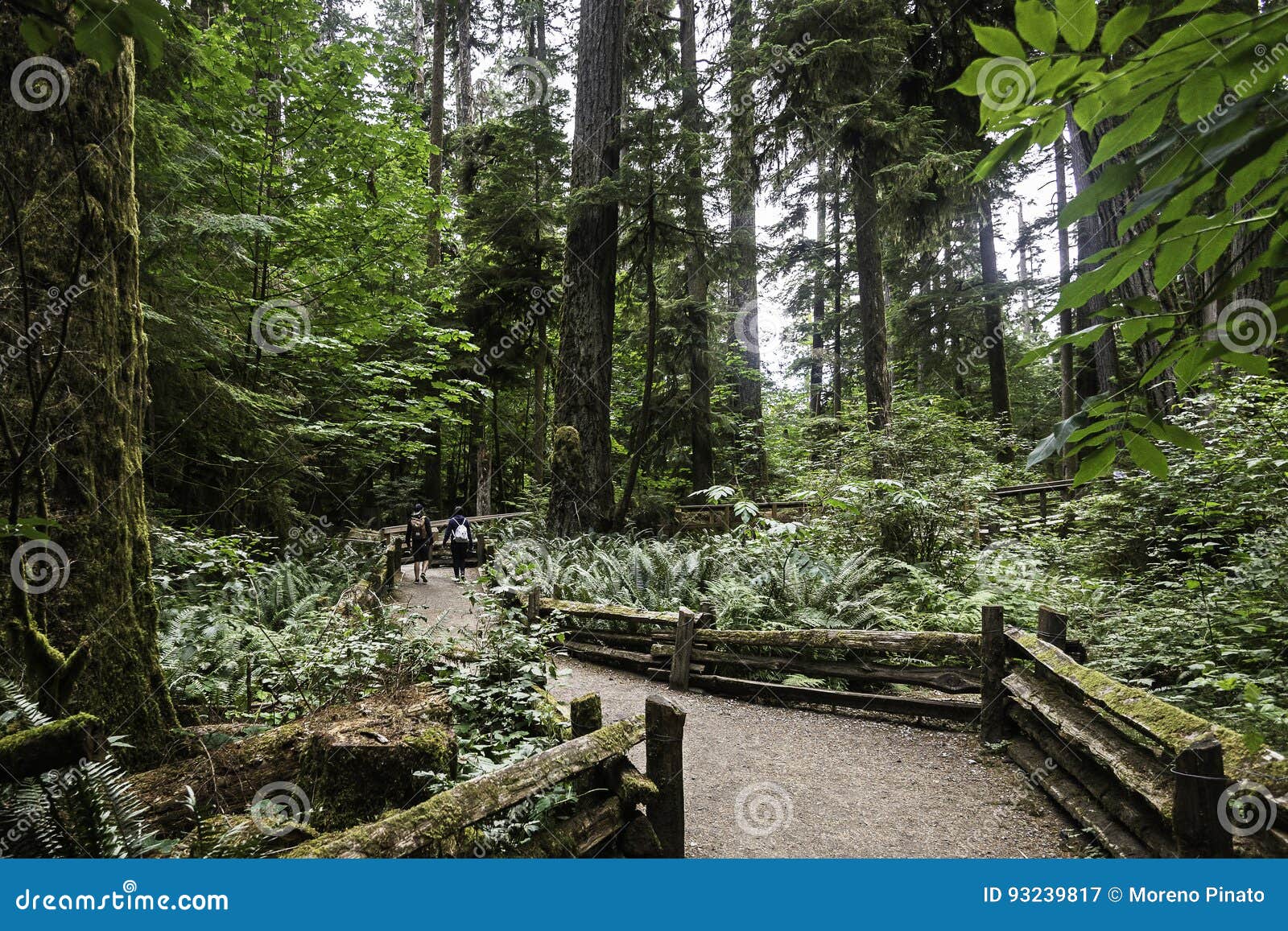 Inside Cathedral Grove Forest Editorial Photography - Image of path ...