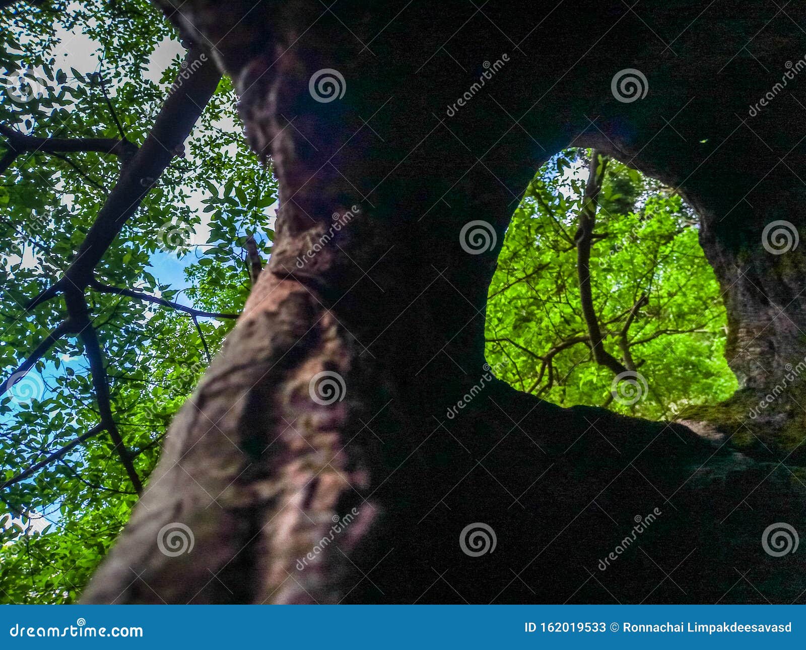 Inside the cavity of tree stock image. Image of looking - 162019533