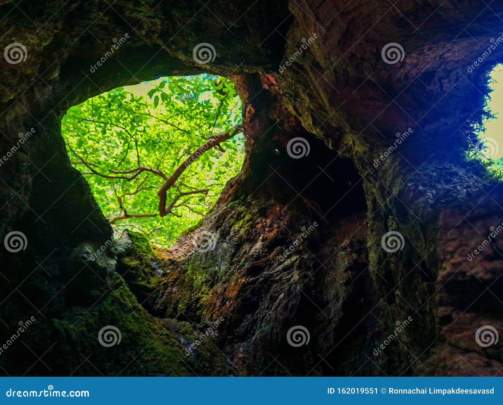 Inside the cavity of tree stock image. Image of rainforest - 162019551