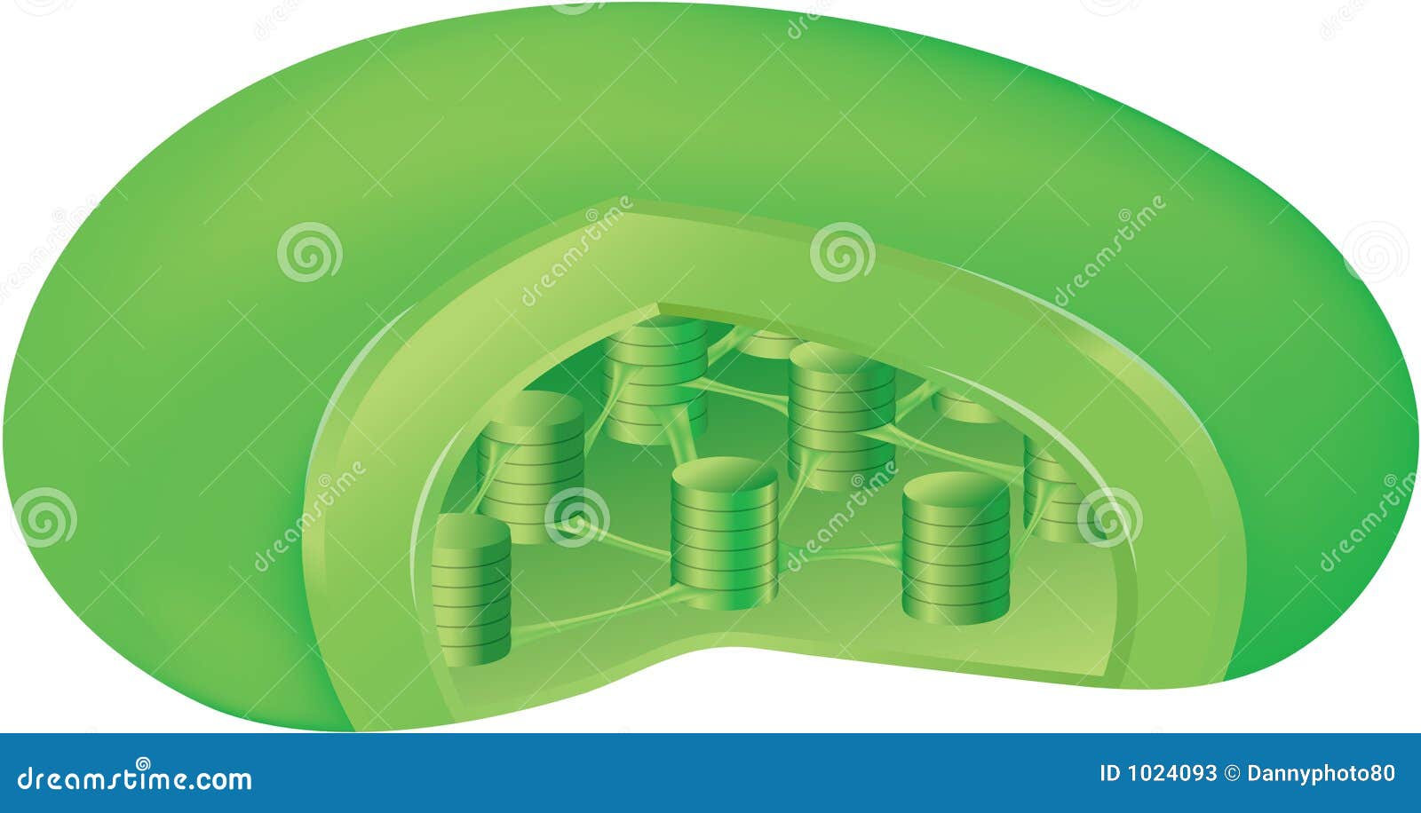 Inside a chloroplast stock illustration. Illustration of organelle ...