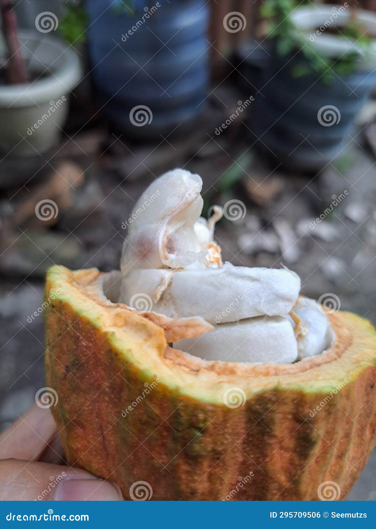 The Inside of the Chocolate Fruit Stock Photo - Image of meal, carving ...