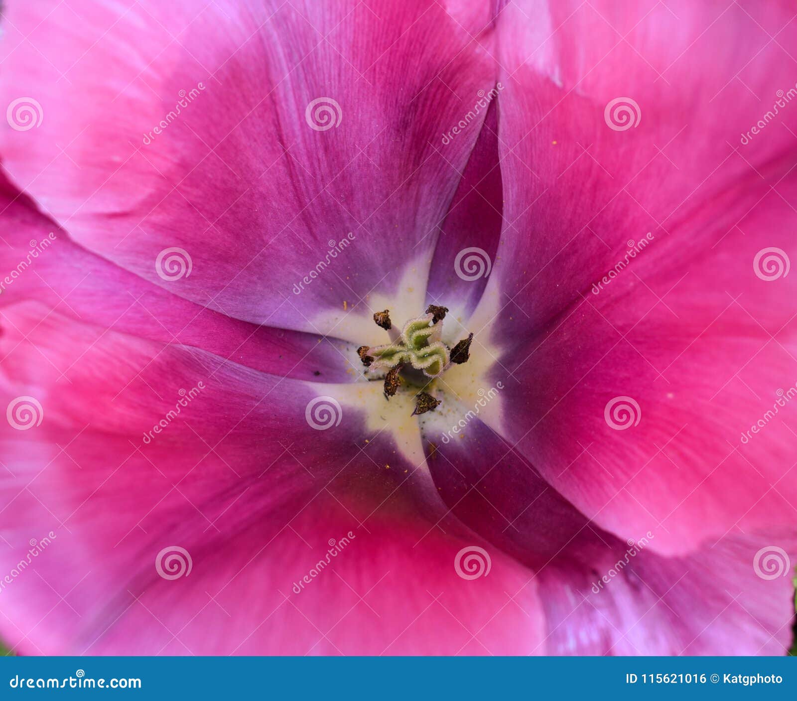 Closeup of Inside of Pink Tulip Flower Stock Photo - Image of ...