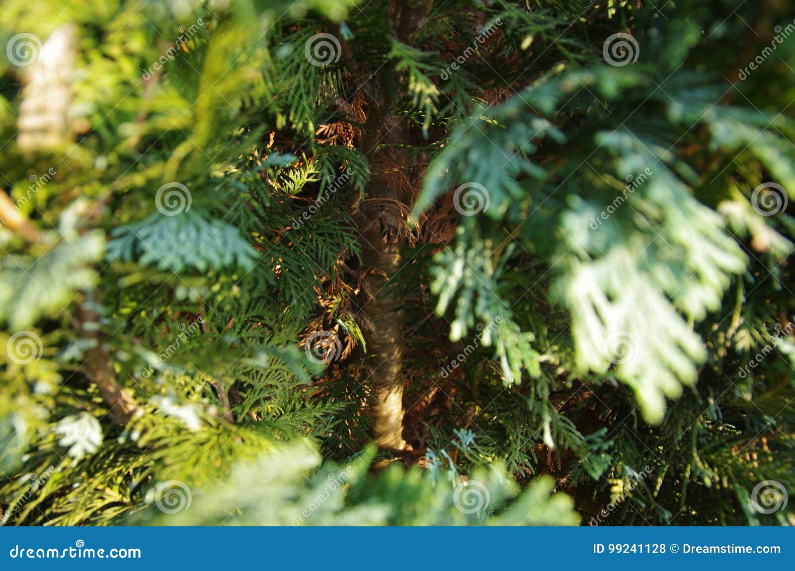 Inside a conifer stock photo. Image of trunk, stamm, focus - 99241128