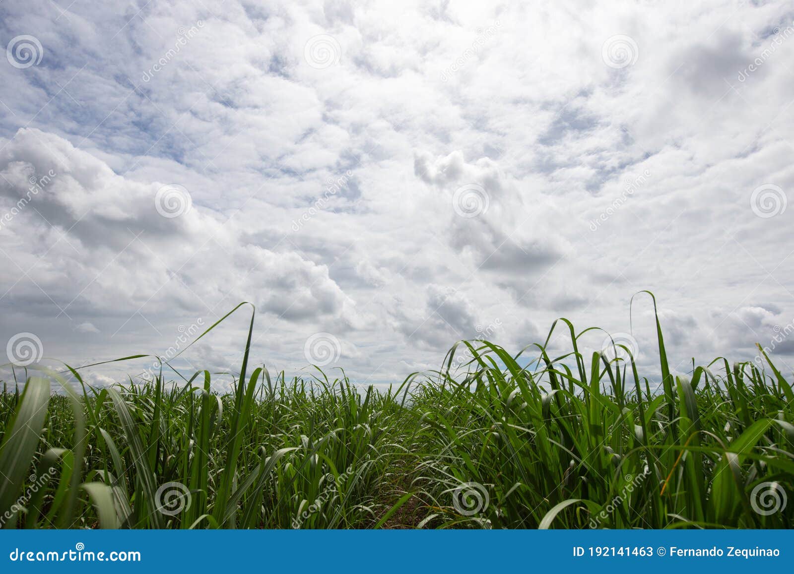 Inside a Corn Field and a Beautiful Sky Stock Image - Image of panorama ...