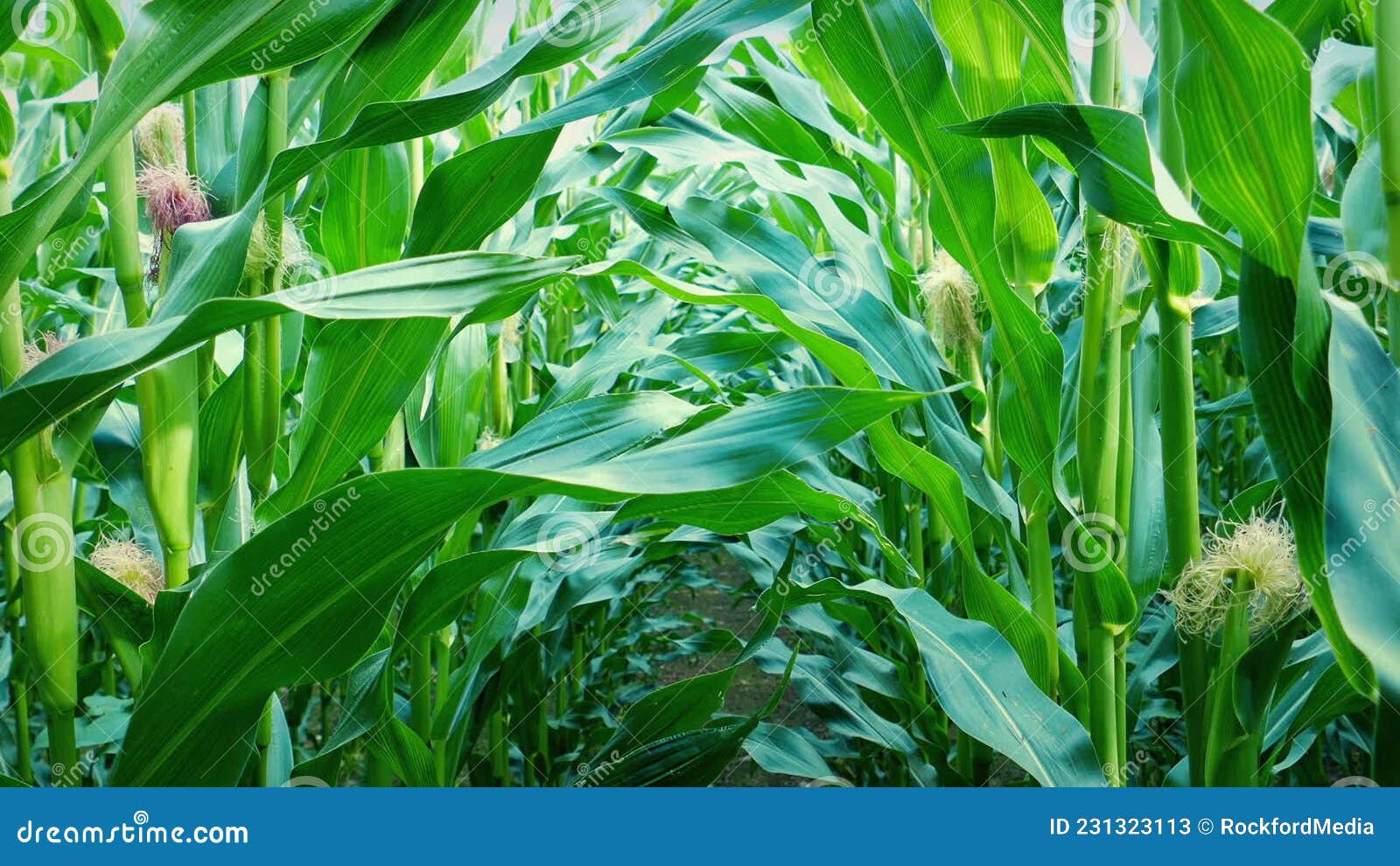 Inside Corn Field in the Daytime Stock Video - Video of crop, daytime ...