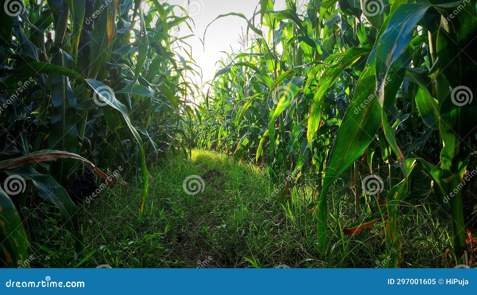 Inside of the Corn Field with Green Grass Photo Stock Image - Image of ...