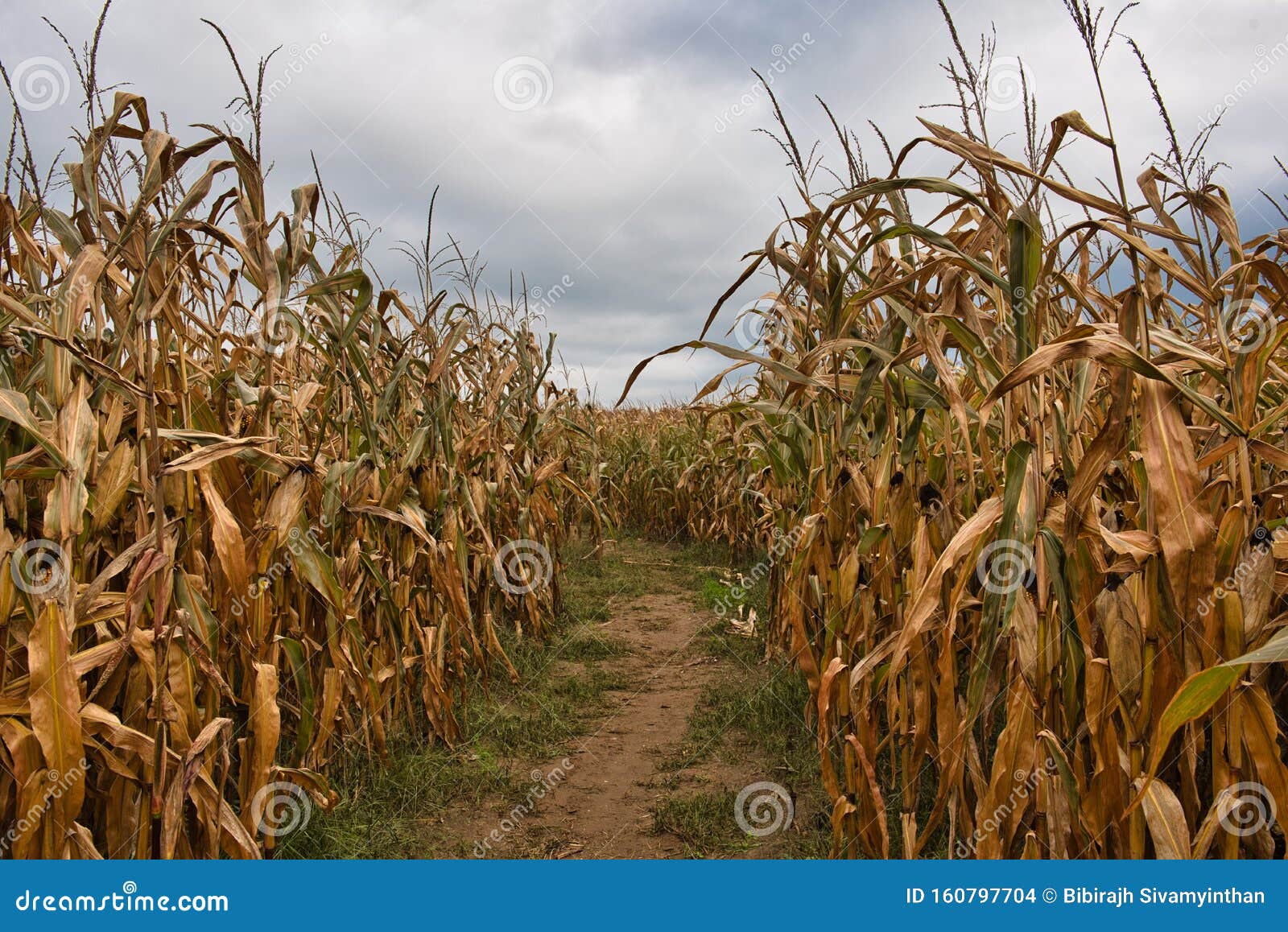 Inside a Corn Field Maze with a Cloudy Sky Stock Photo - Image of ...