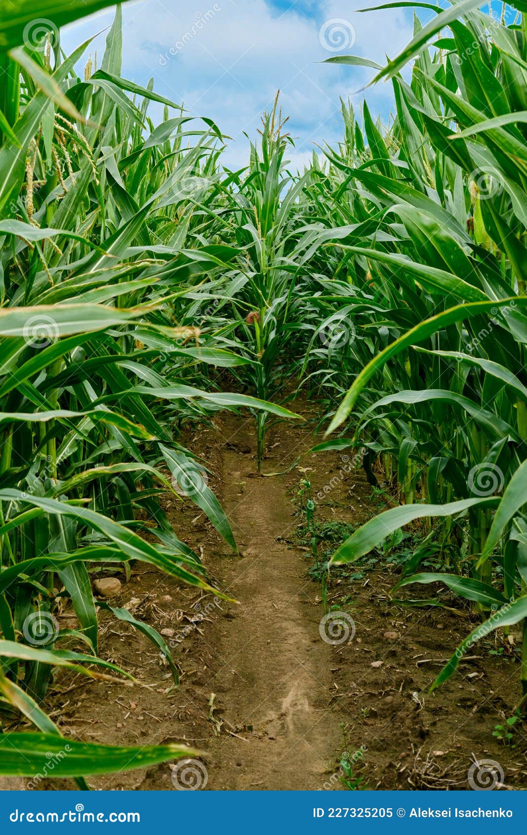 Inside the corn field stock image. Image of footpath - 227325205