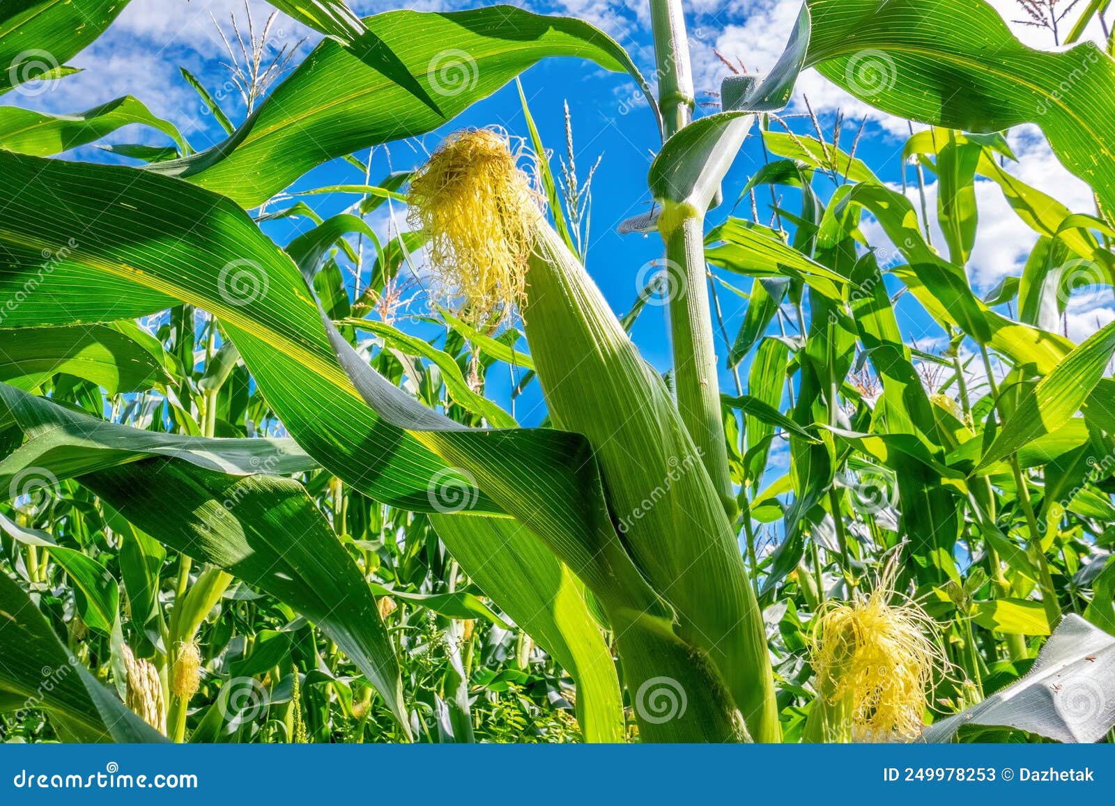 Inside a Cornfield. an Ear of Corn in Foreground. Close-up. Harvest ...