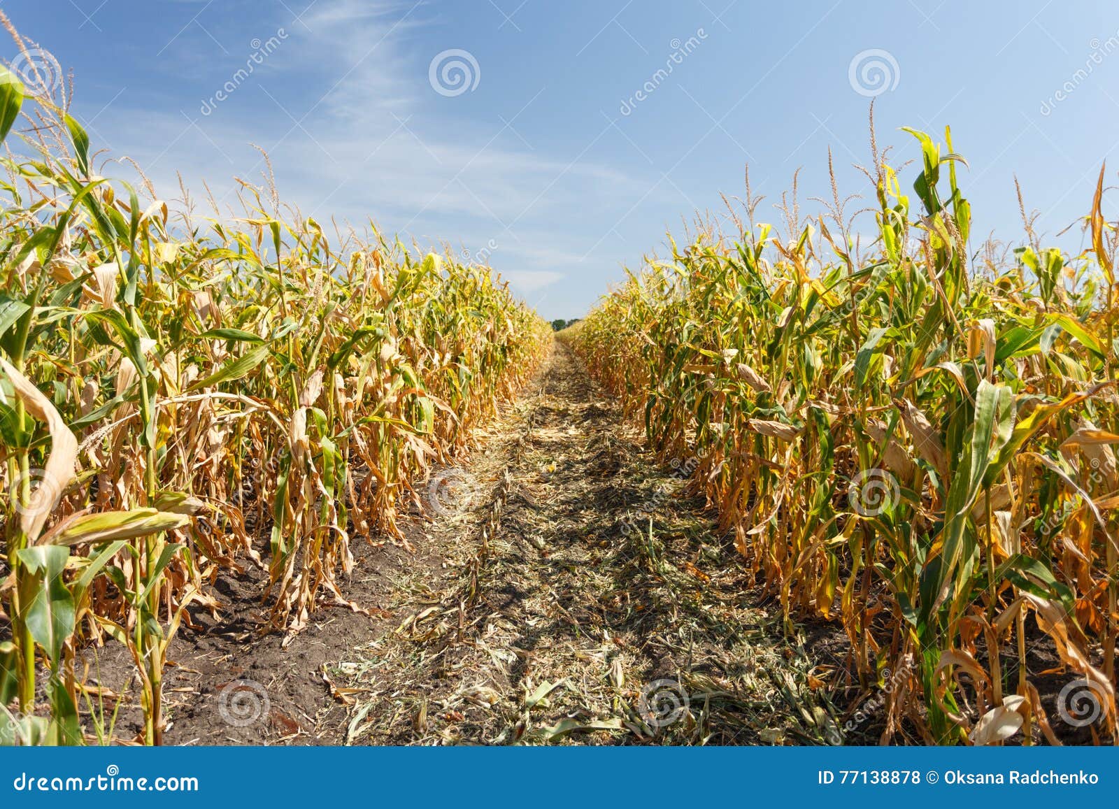 Inside the Cornfield, End of Summer Stock Photo - Image of field, farm ...