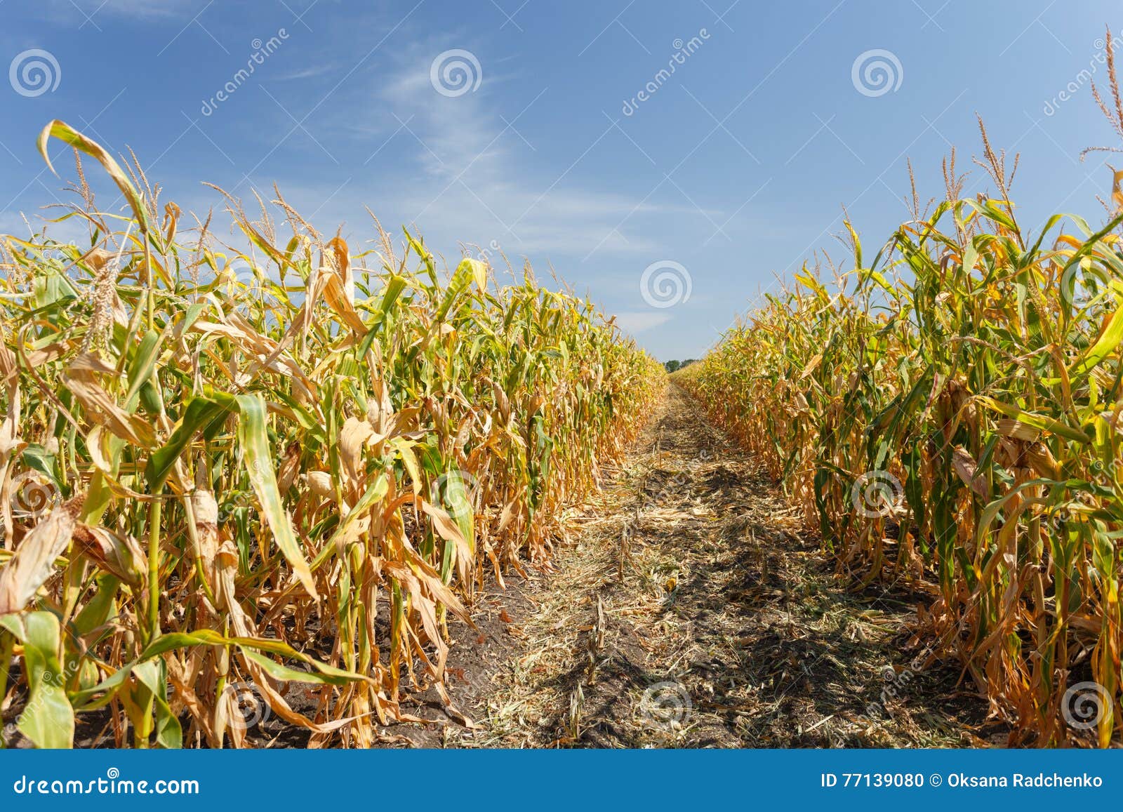 Inside the Cornfield, End of Summer Stock Photo - Image of cornfield ...