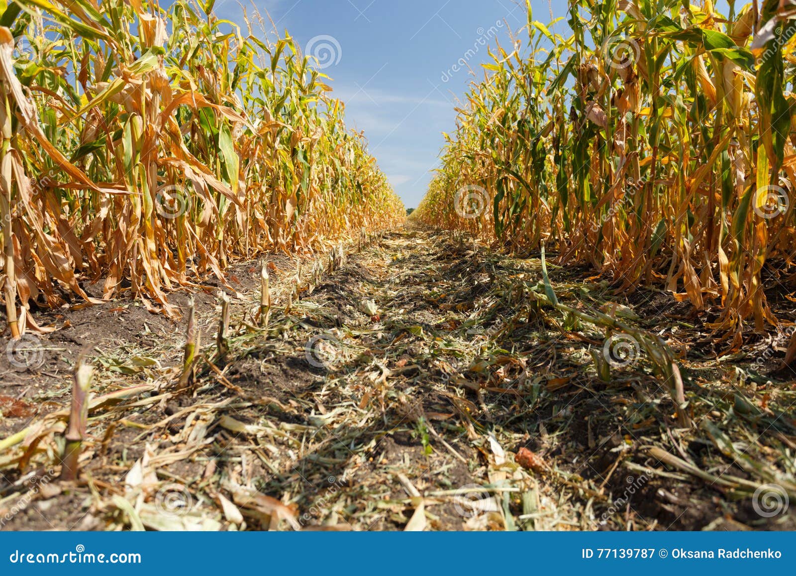 Inside the Cornfield, End of Summer Stock Image - Image of culture ...